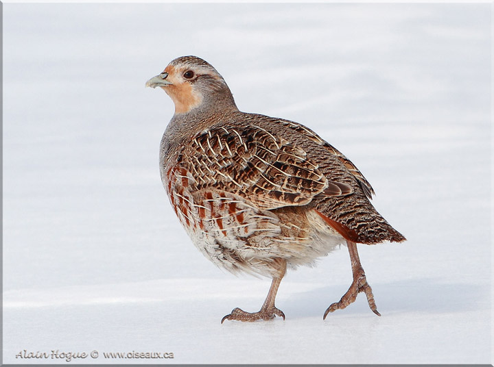 Oiseaux en Liberté, photographies d’oiseaux par Alain Hogue